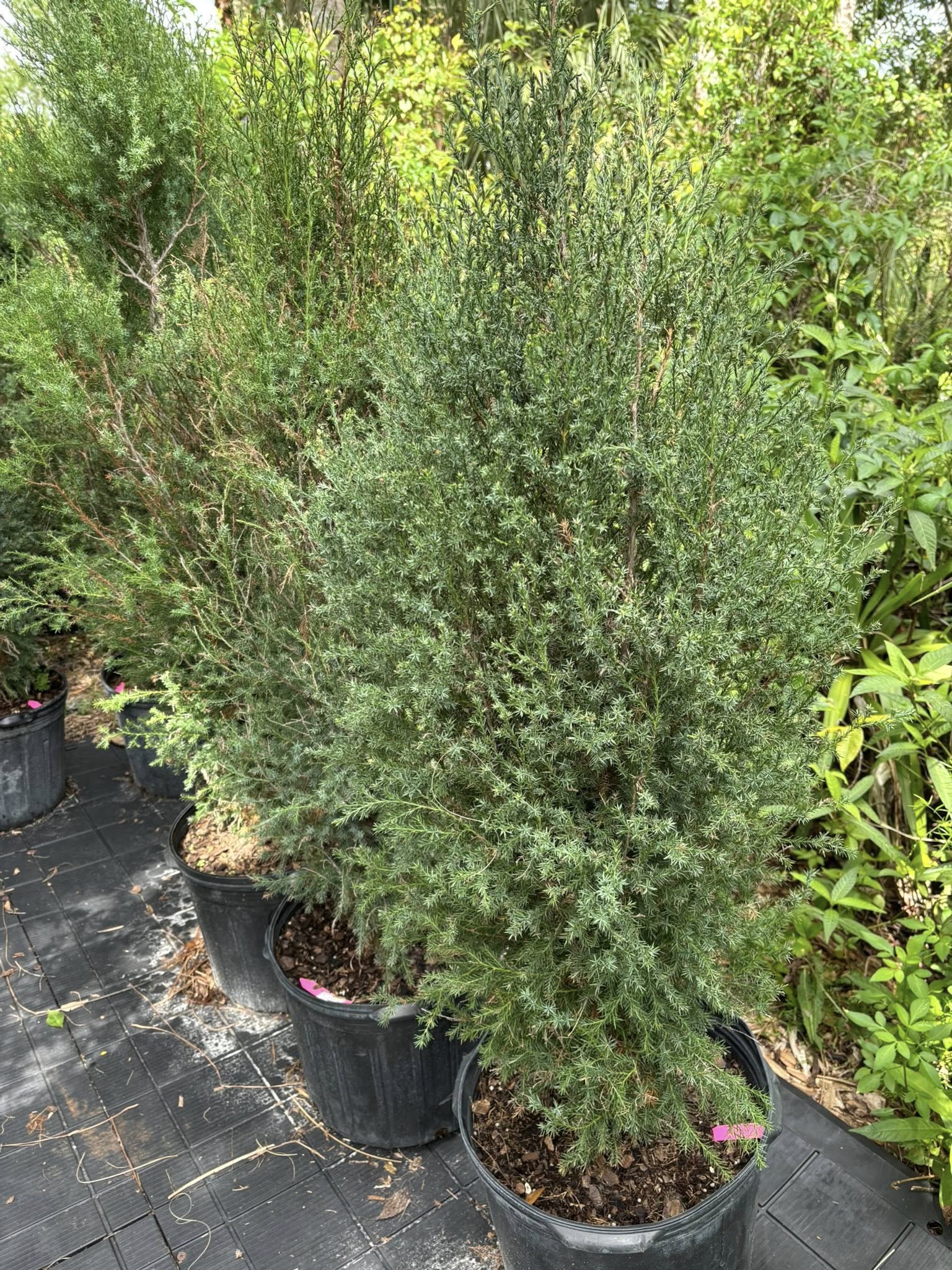 People for Trees Hosts Pop-Up Native Tree Sale June 28 - Englewood Review