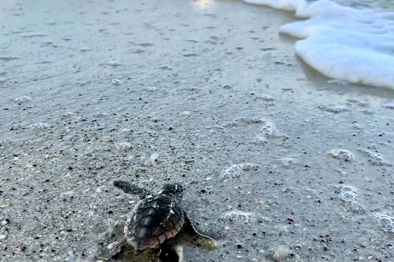 Sea Turtle Lighting Recognition Program - Englewood Review