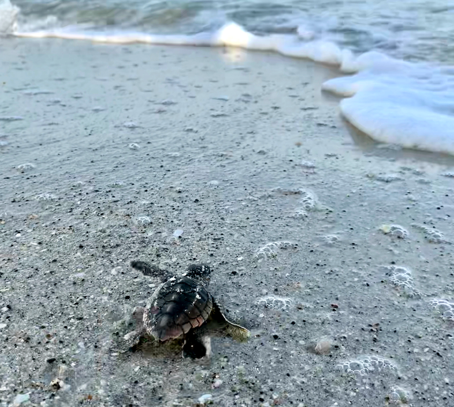 Sea Turtle Lighting Recognition Program - Englewood Review