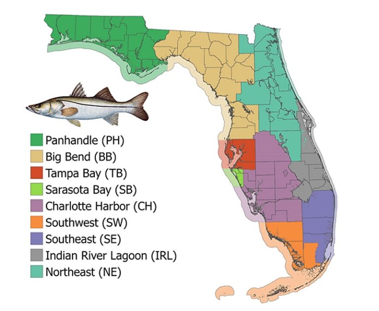Snook Harvest Season Opens in Charlotte Harbor and Southwest Regions ...