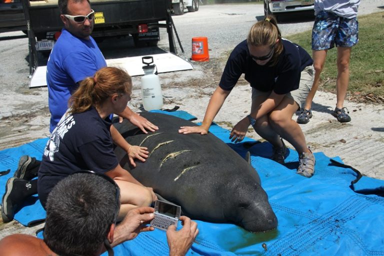 Go slow and look below for manatees on the move - Englewood Review