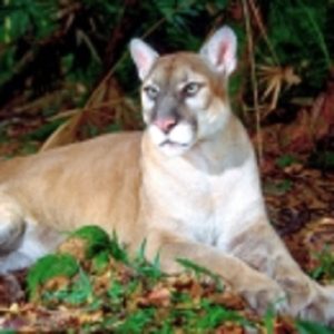 Conservation Groups Sue to Block Massive 10,000-Acre Florida ...
