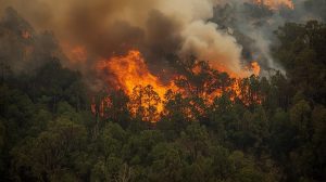 Florida Forest Service Warns: 2026 Fire Season Could Be Severe ...
