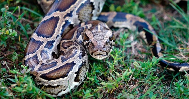 The Burmese Python Squeeze Play: Florida Biologists Break Heavyweight ...