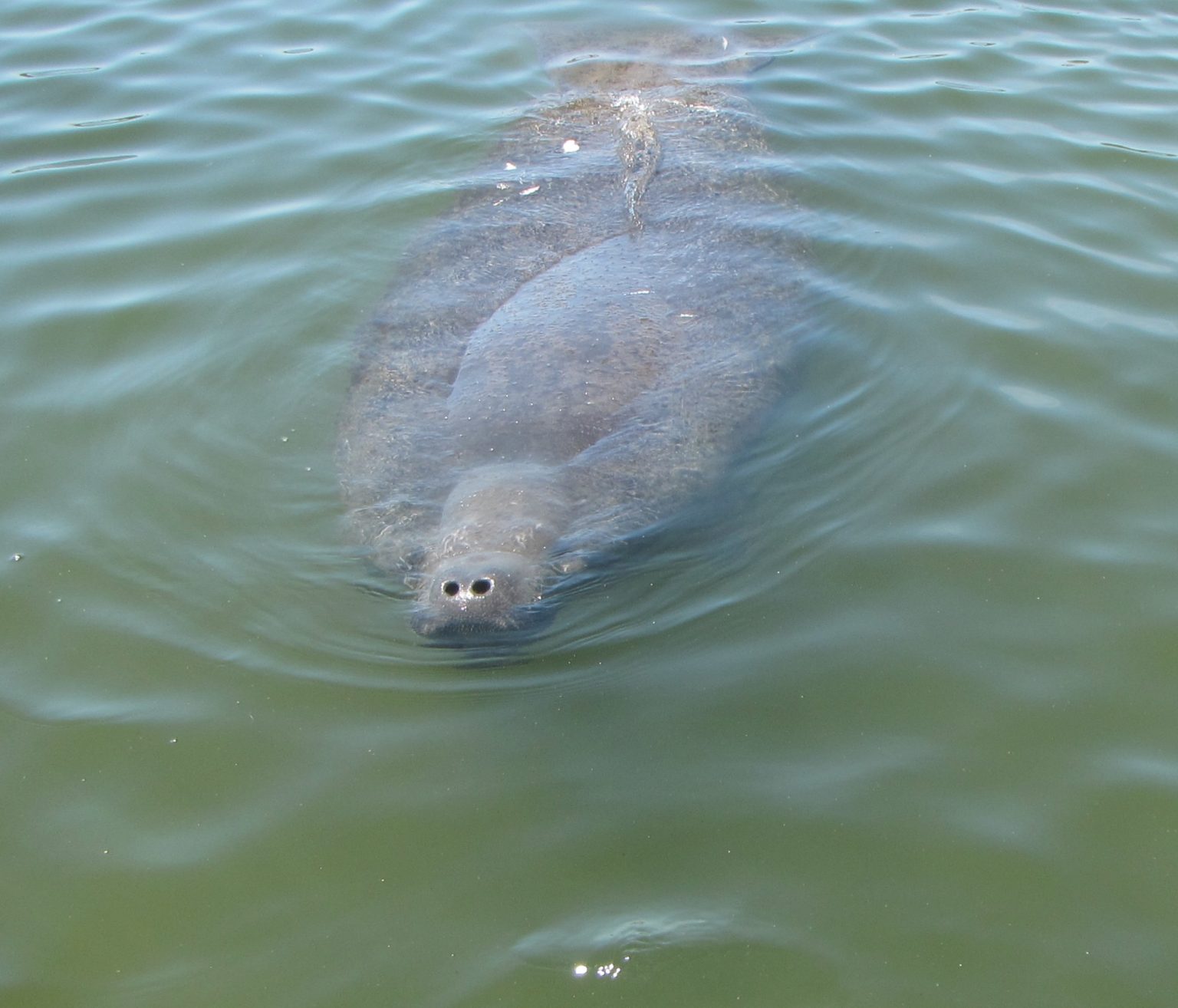 SUP Englewood Hosts "Coffee & Conservation" Featuring Manatee Expert Dr ...