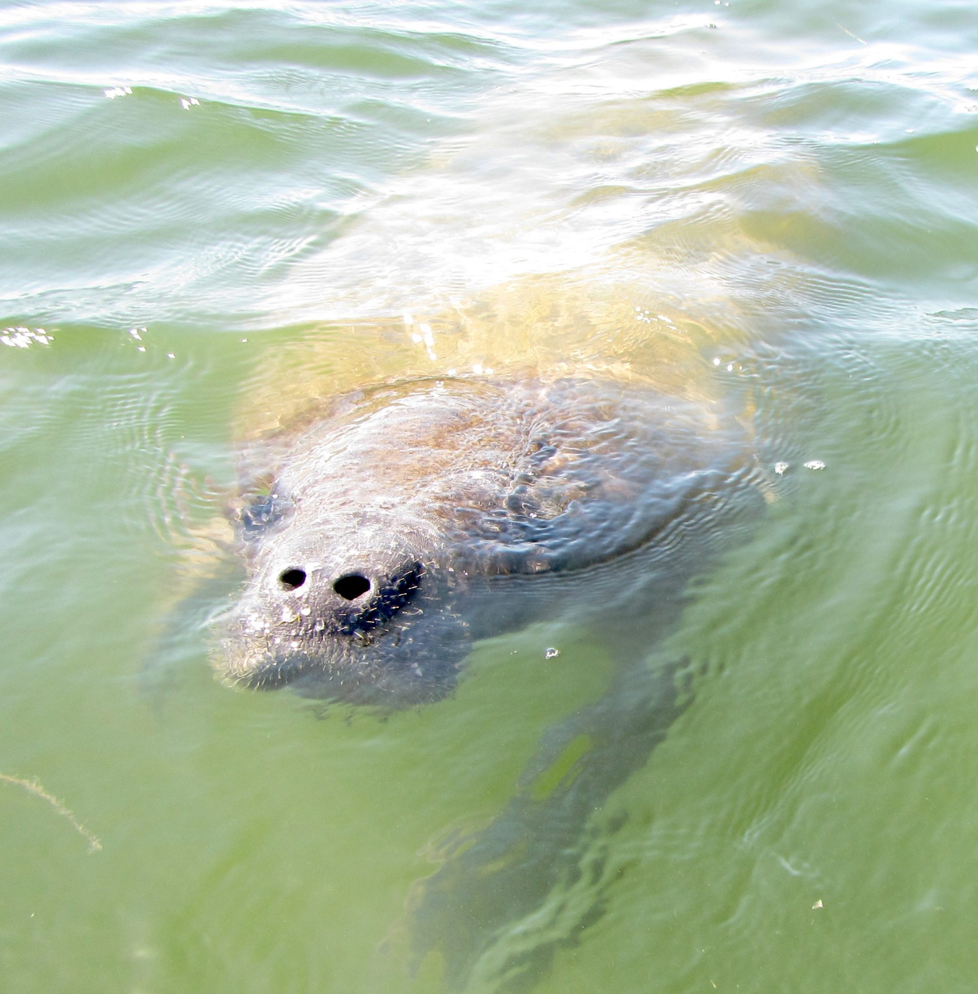 SUP Englewood Hosts "Coffee & Conservation" Featuring Manatee Expert Dr ...